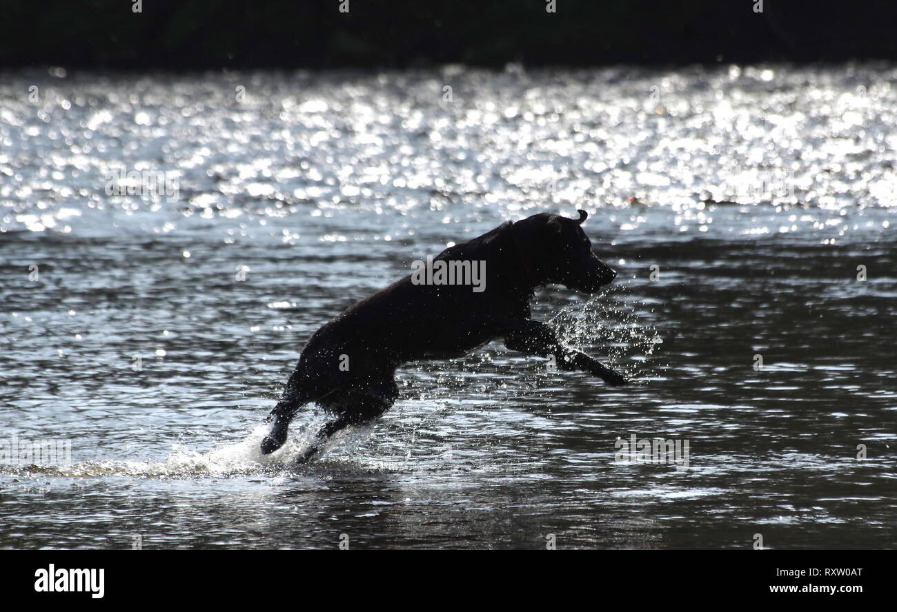 Black labrador jumping in river Stock Photo - Alamy