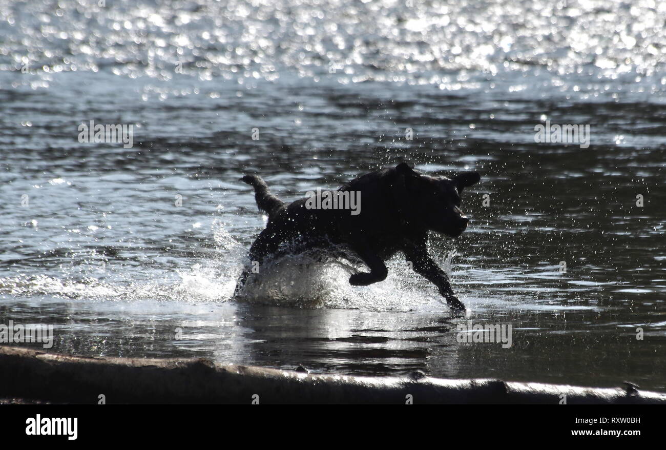 Black labrador jumping in river Stock Photo - Alamy