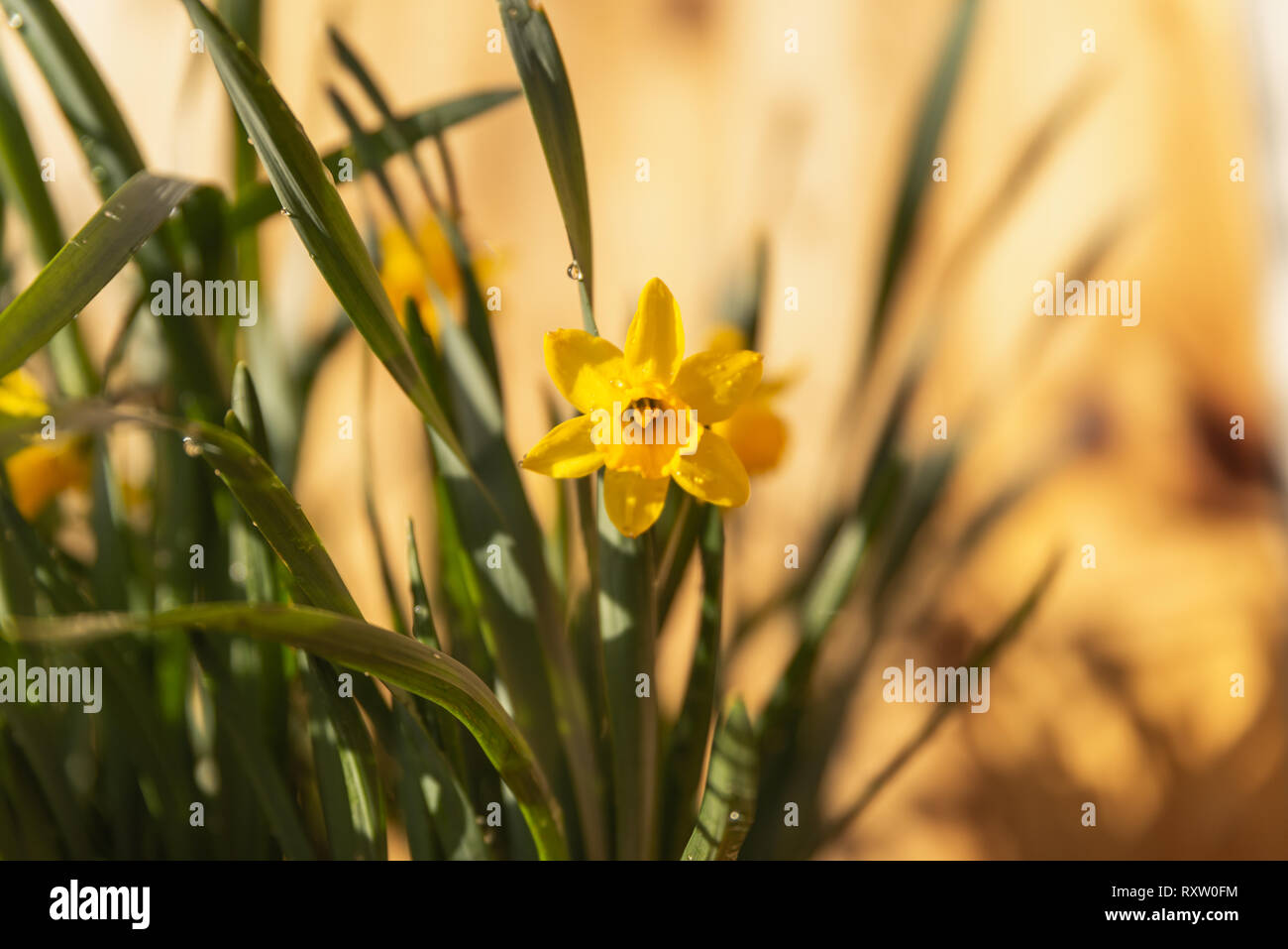 A beautiful single yellow daffodil in a natural environment Stock Photo ...