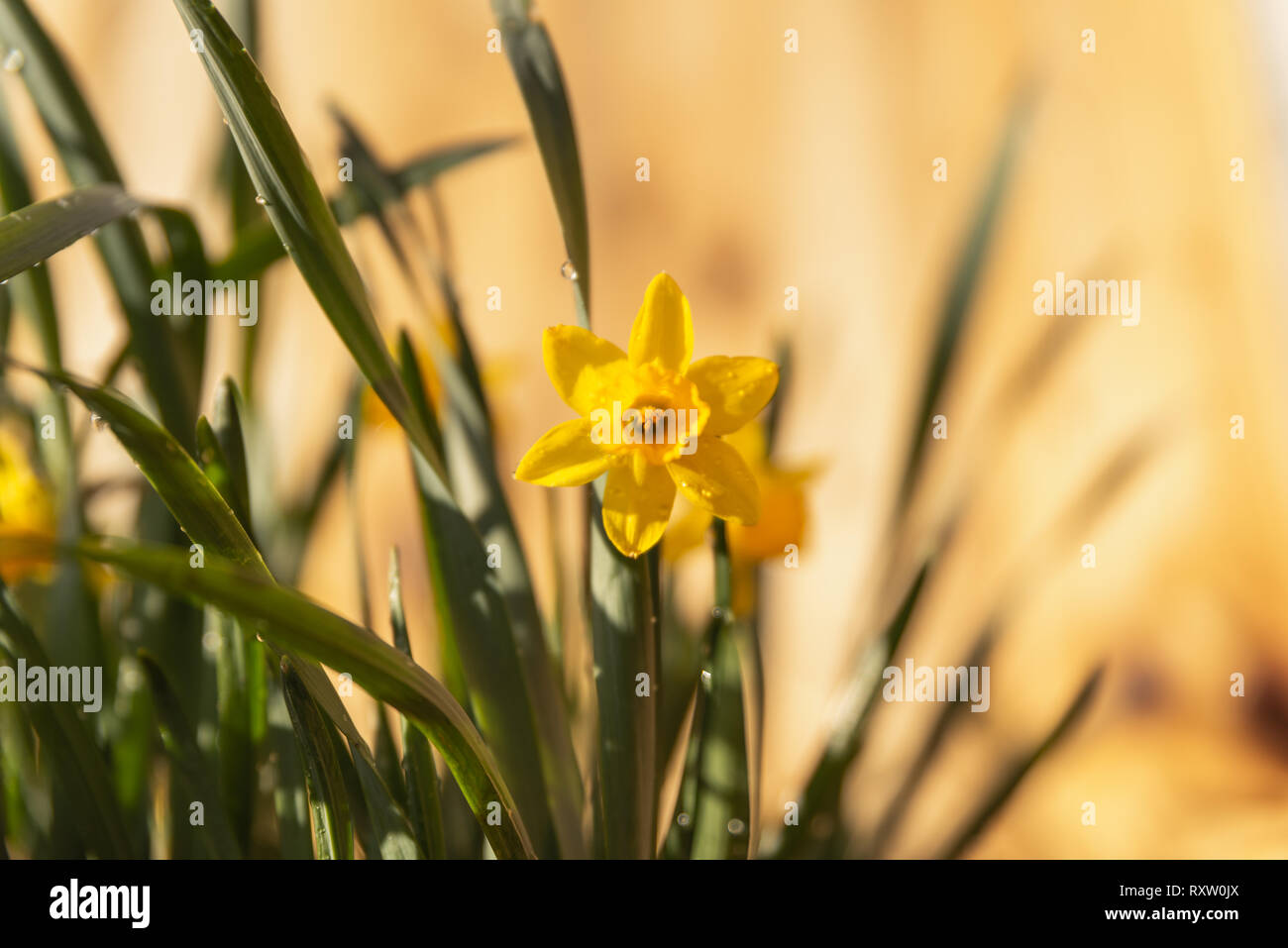 Daffodil stem hi-res stock photography and images - Alamy