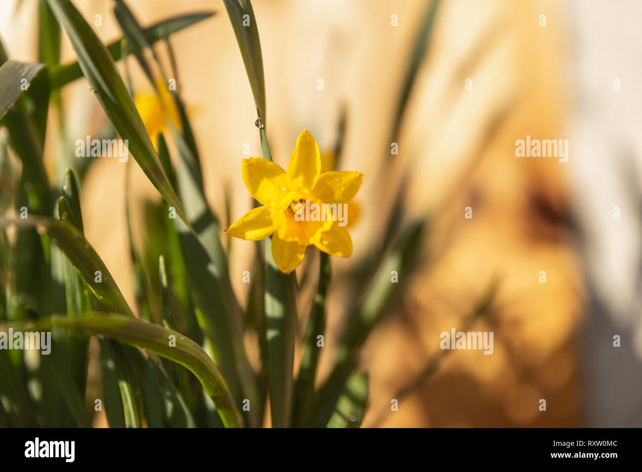 A beautiful single yellow daffodil in a natural environment Stock Photo ...