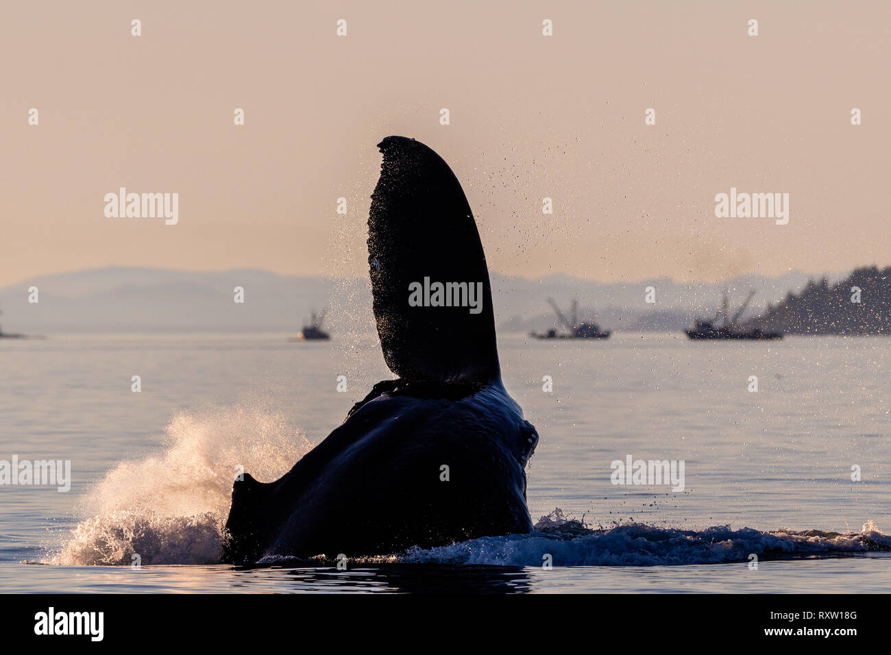 Blackfish whale hi-res stock photography and images - Alamy