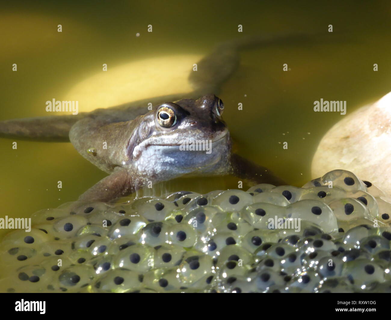 Frogspawn to tadpole to frog hi-res stock photography and images - Alamy