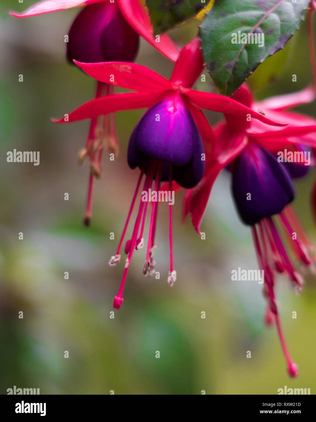 Purple flower leaf hi-res stock photography and images - Alamy