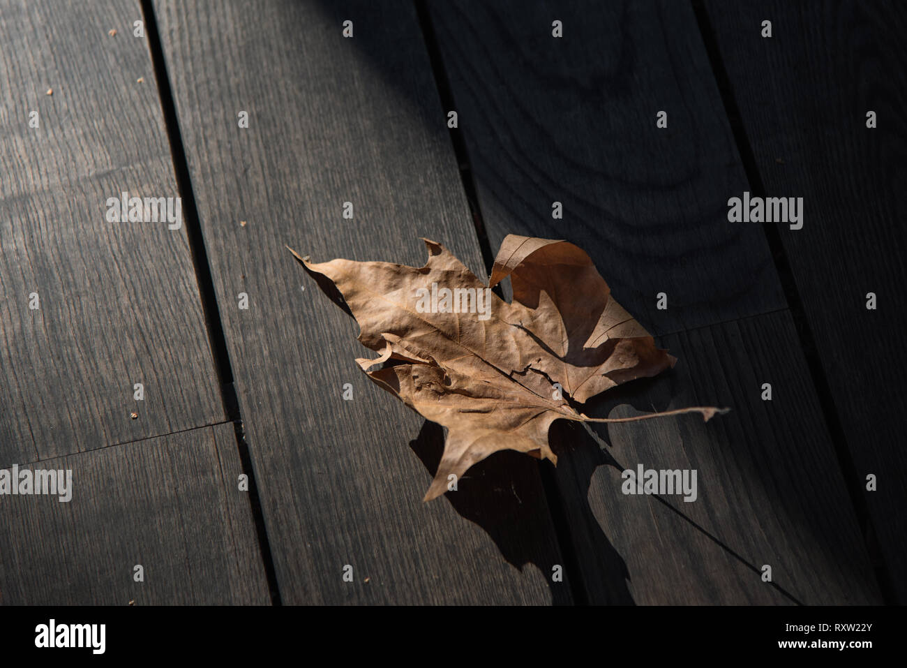 Sun rays on the fallen leaf, autumnal wallpaper, dark wooden background ...