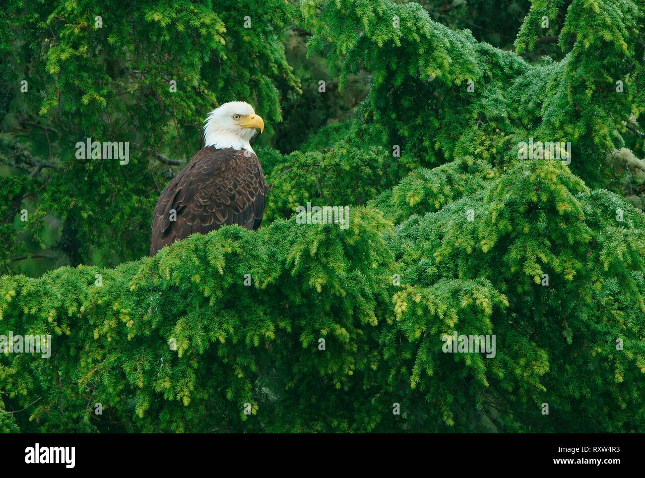 Captured eagle hi-res stock photography and images - Alamy