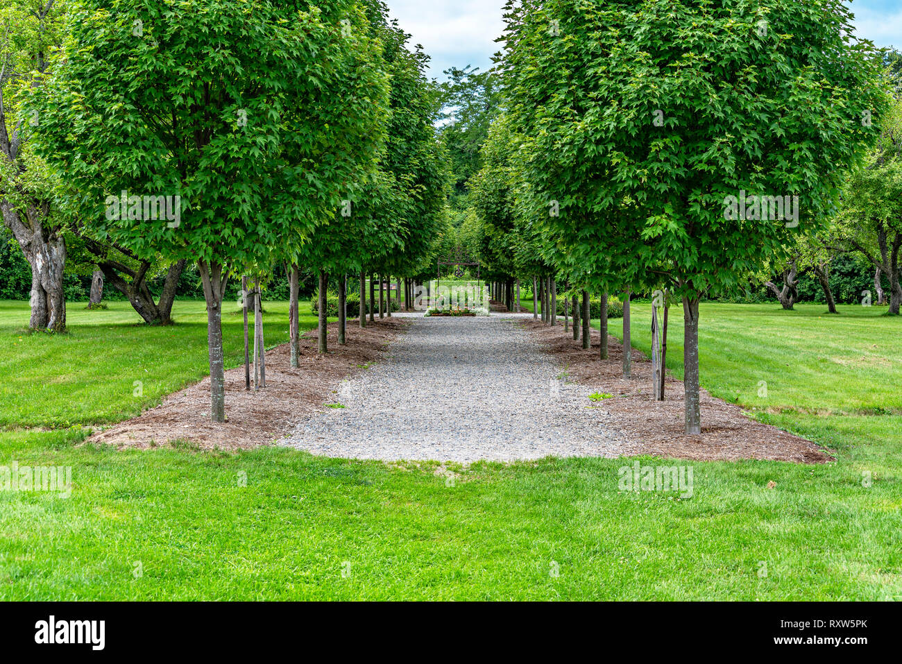 Green corridor of trees hi-res stock photography and images - Alamy