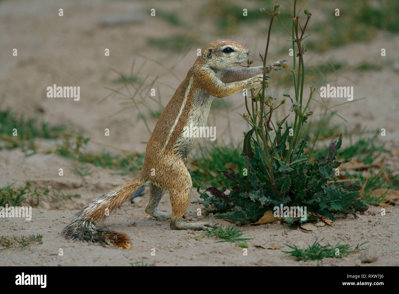 Xenus inauris hi-res stock photography and images - Alamy