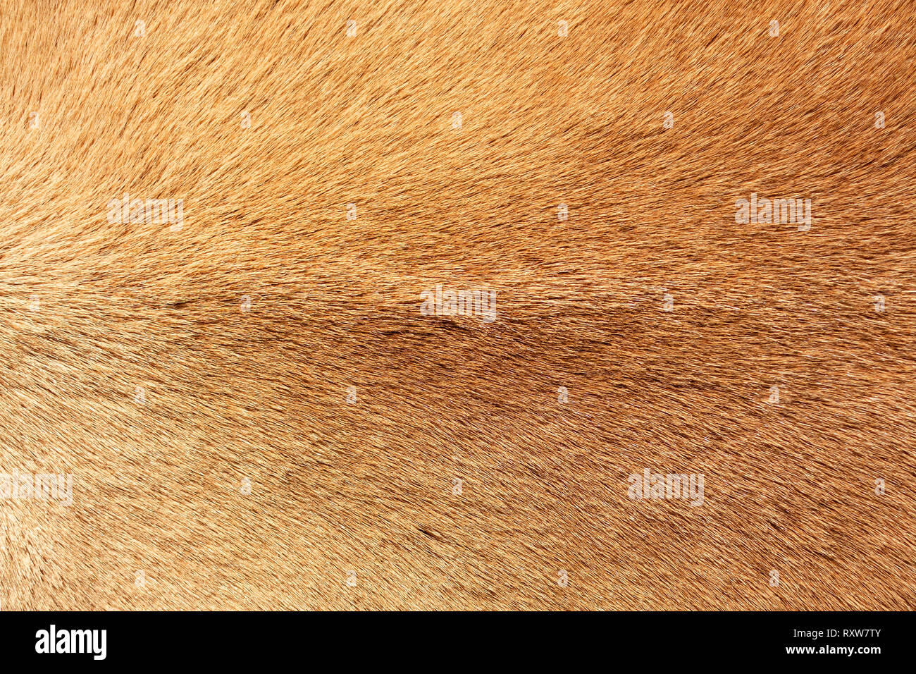 Reindeer fur background texture. Natural material pattern Stock Photo ...