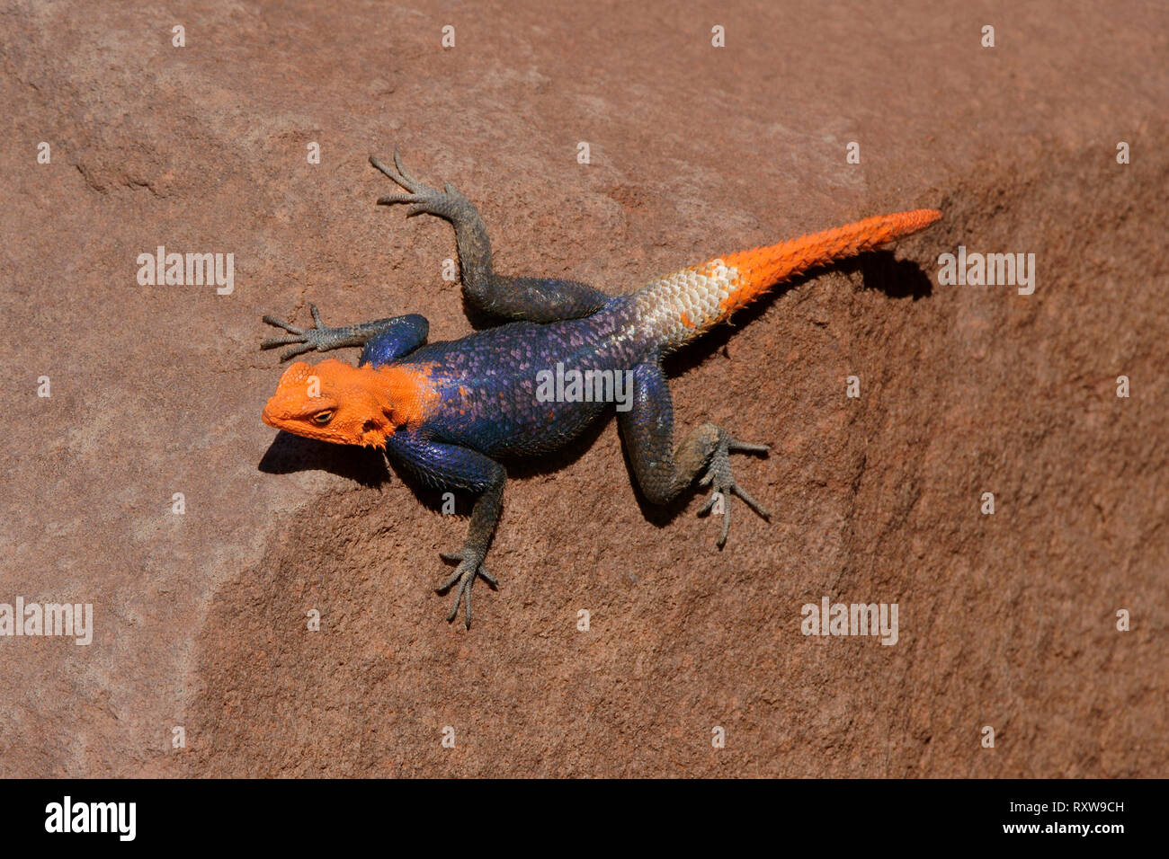 Rainbow Lizard (Agama Agama) A very colourful lizard which seems quite ...