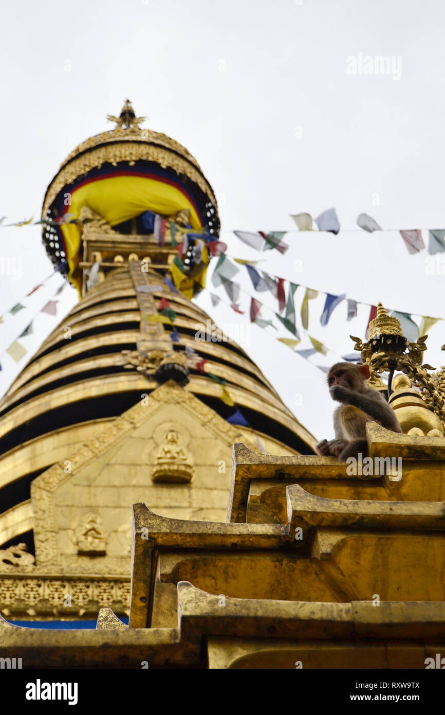 Nepal Monkey Temple High Resolution Stock Photography and Images - Alamy