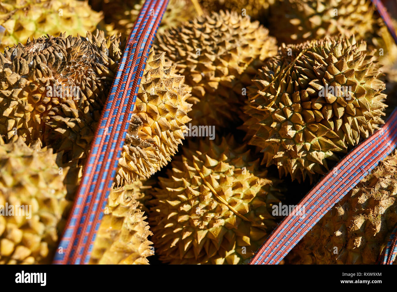 Many yellow durians are lying on each other on the asian street market ...
