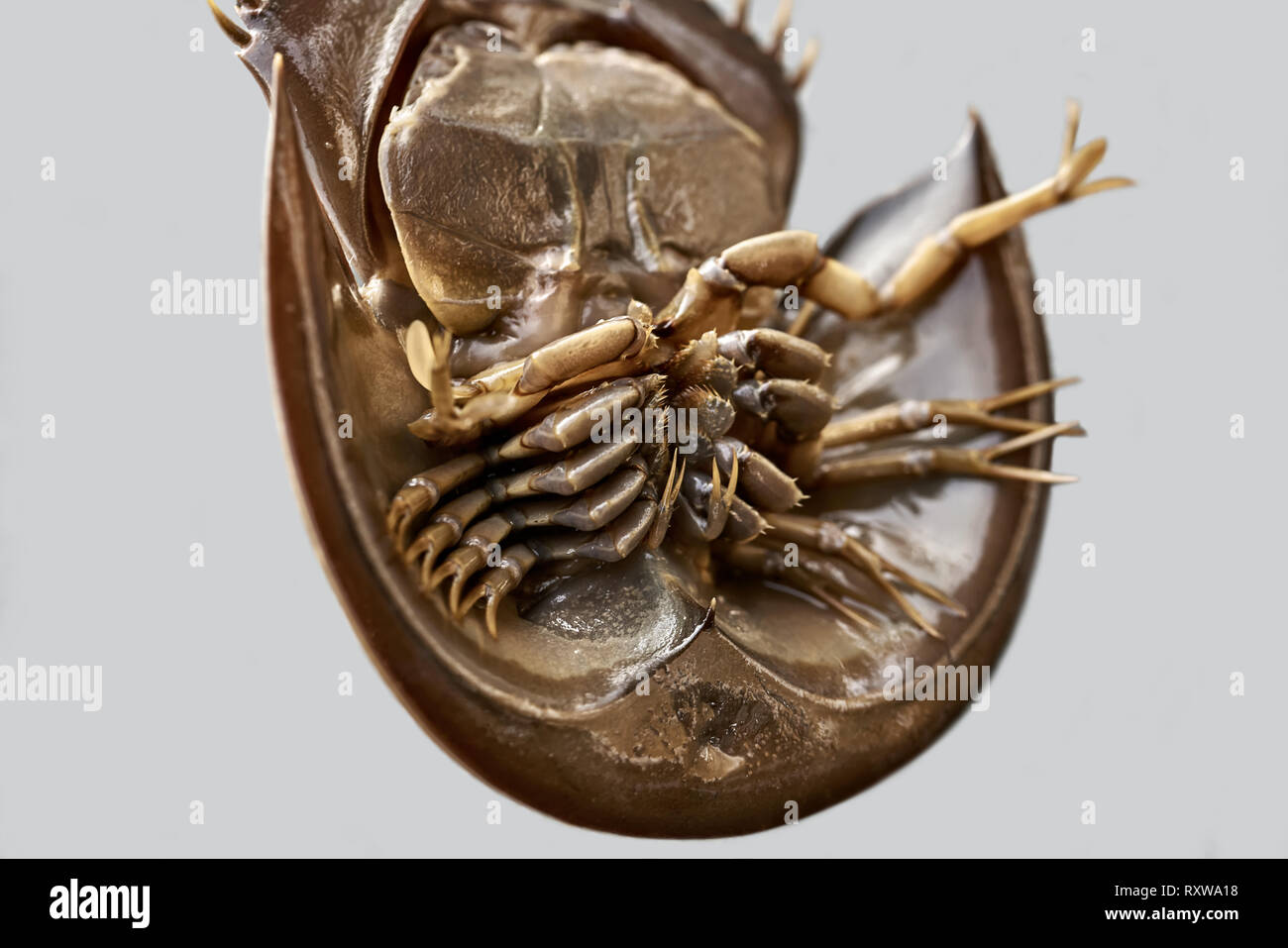 Horseshoe crab belly on the isolated background. Closeup horizontal ...