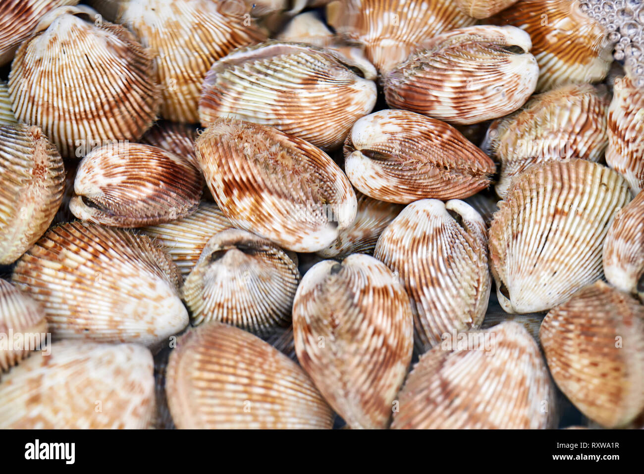 Lot of the colorful shellfish are lying on each other underwater ...