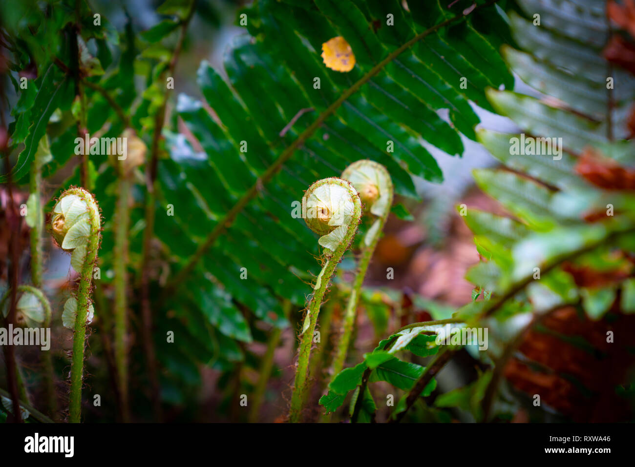 New growth of unfurling fern fronds in New Zealand naitive bush or ...