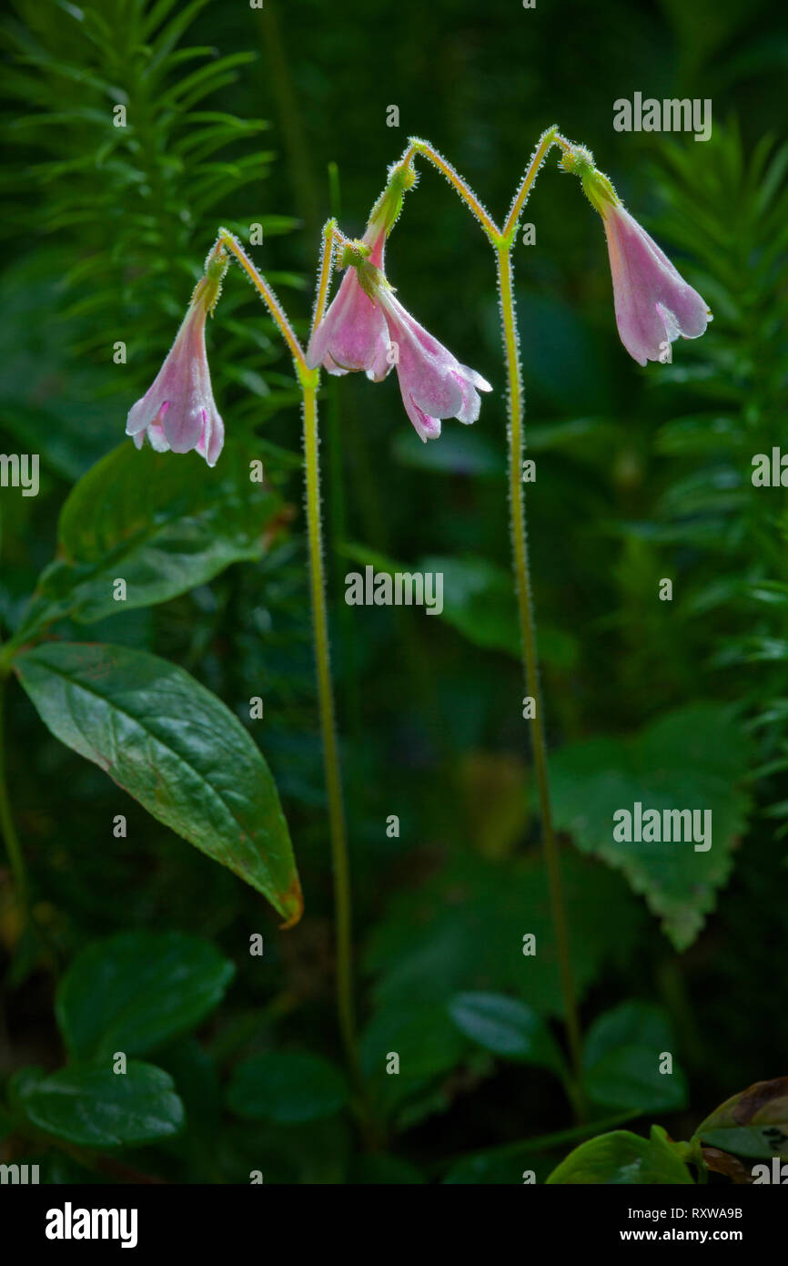 Twin Flowers,Linnaea Borealis, Near Pic River,Pukaskwa National Park ...