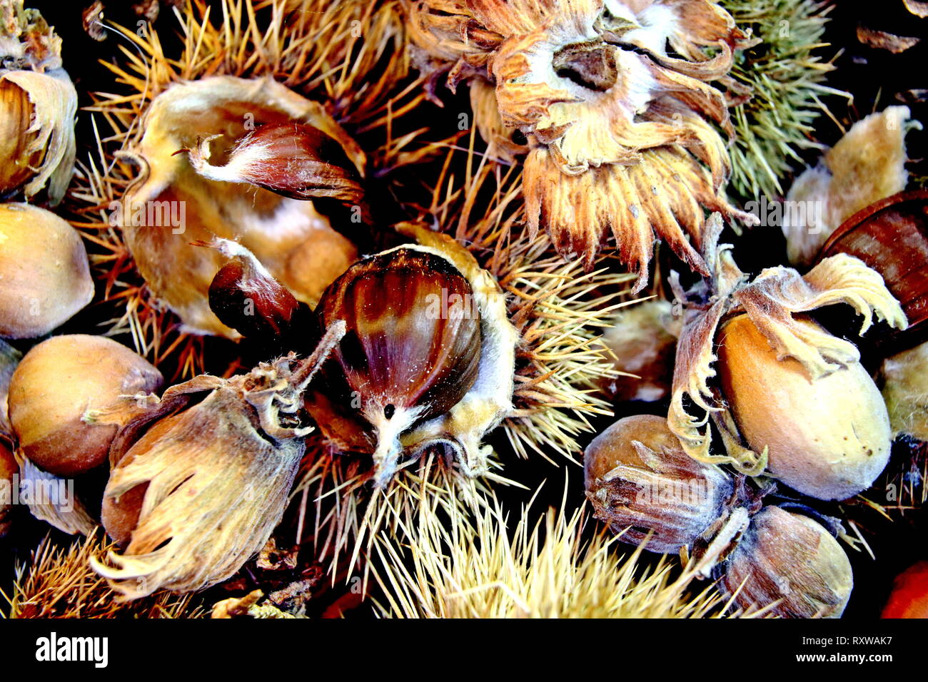 Cobnut tree hi-res stock photography and images - Alamy