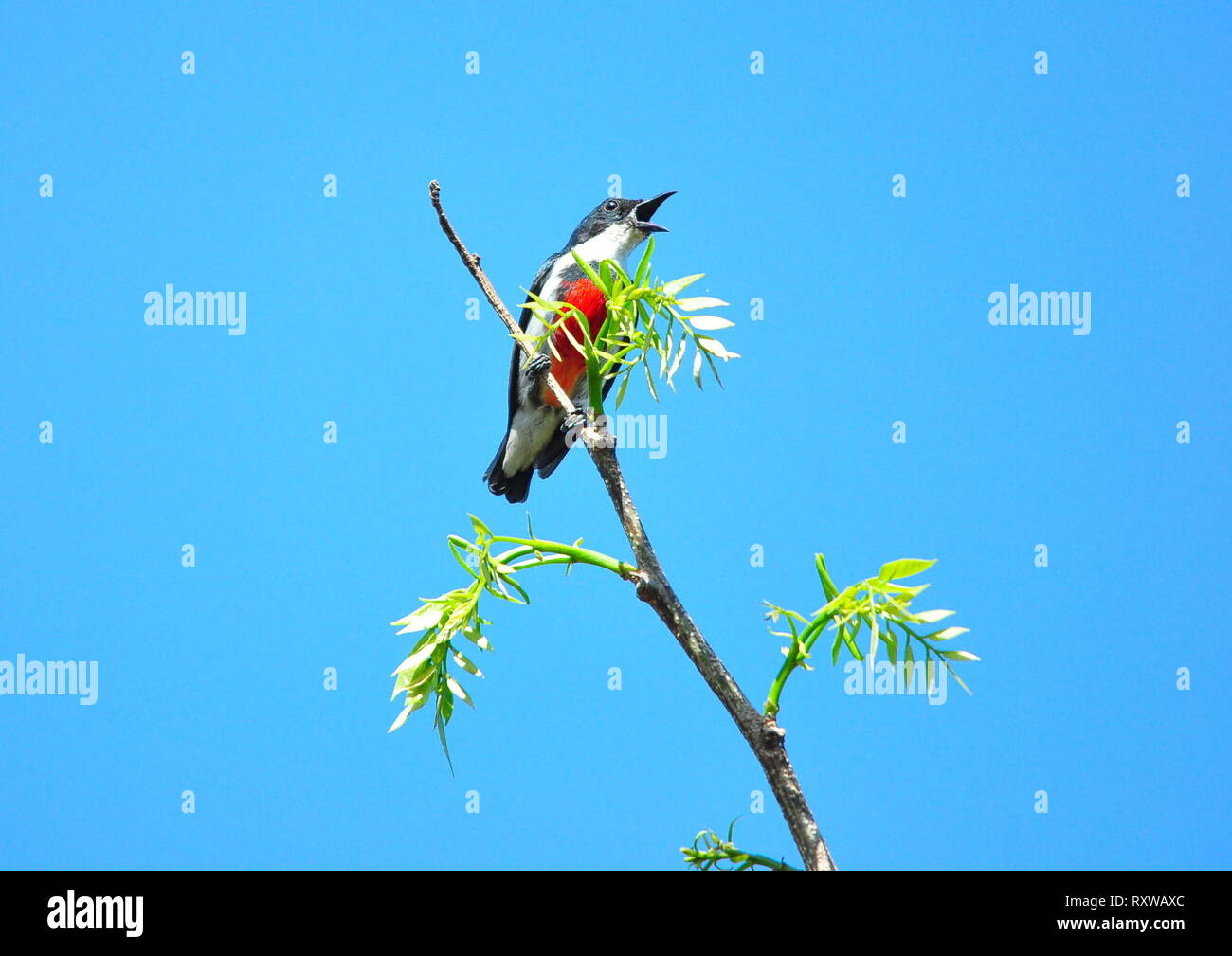 Islands of panay and negros hi-res stock photography and images - Alamy