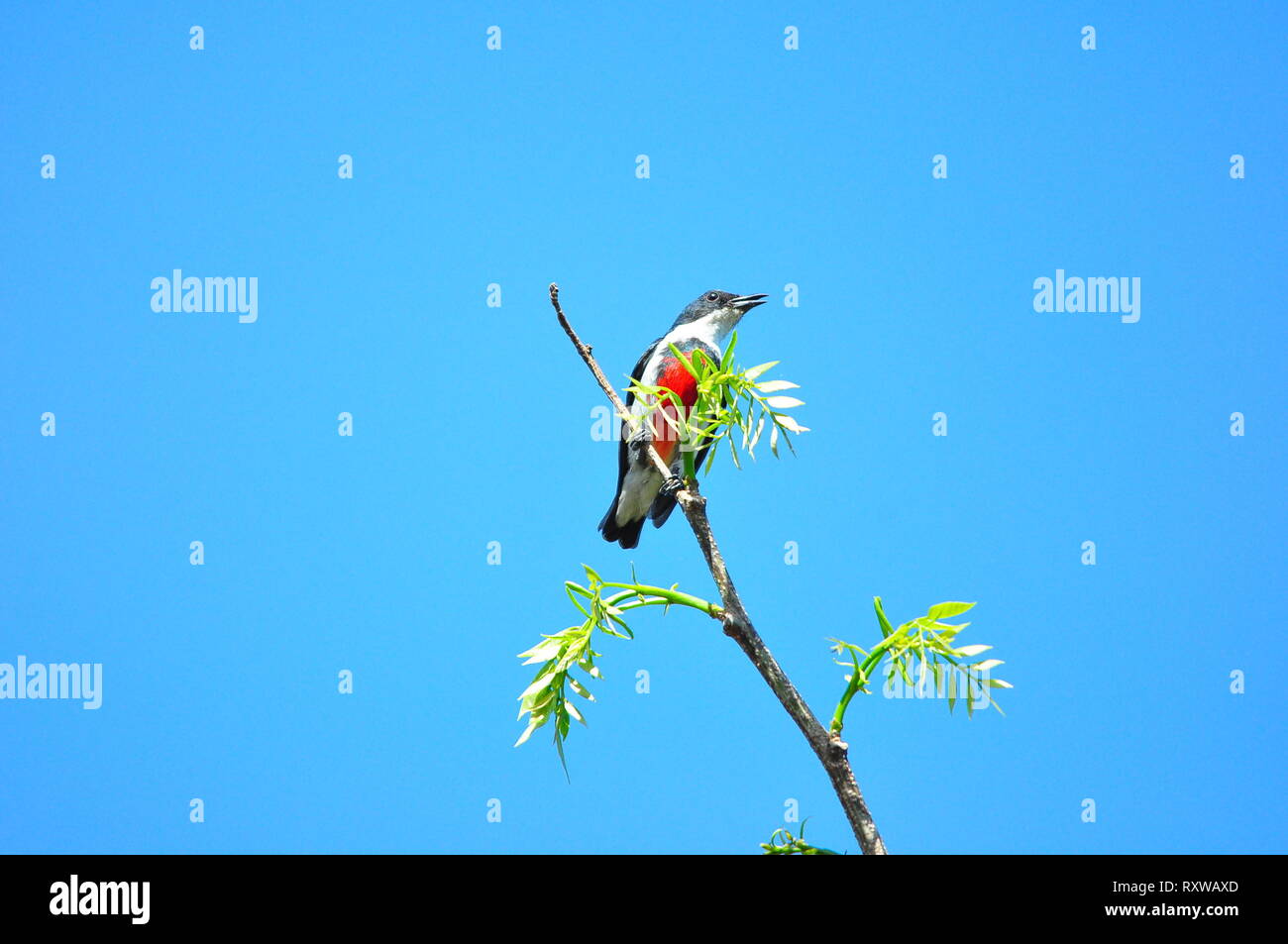 Murcia, Philippines. 08th Mar, 2019. The black-belted flowerpecker or ...
