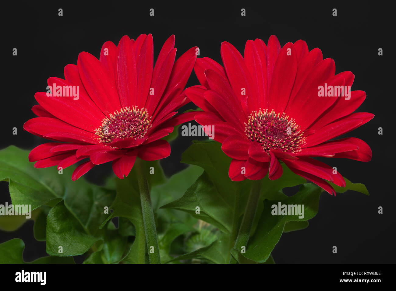 Gerbera close up flower red hi-res stock photography and images - Alamy