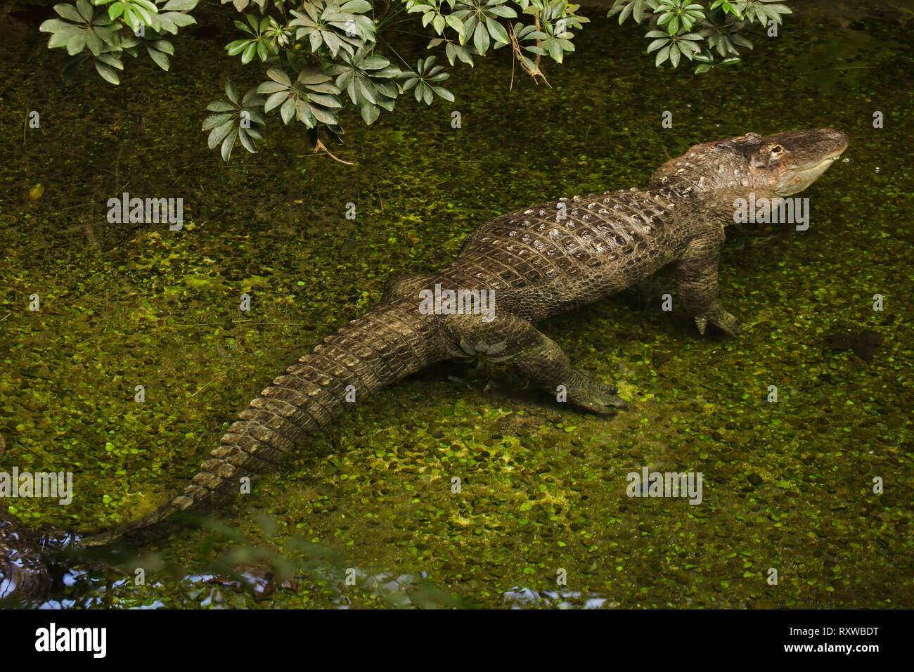 American alligator (Alligator mississippiensis). Wild life animal Stock ...