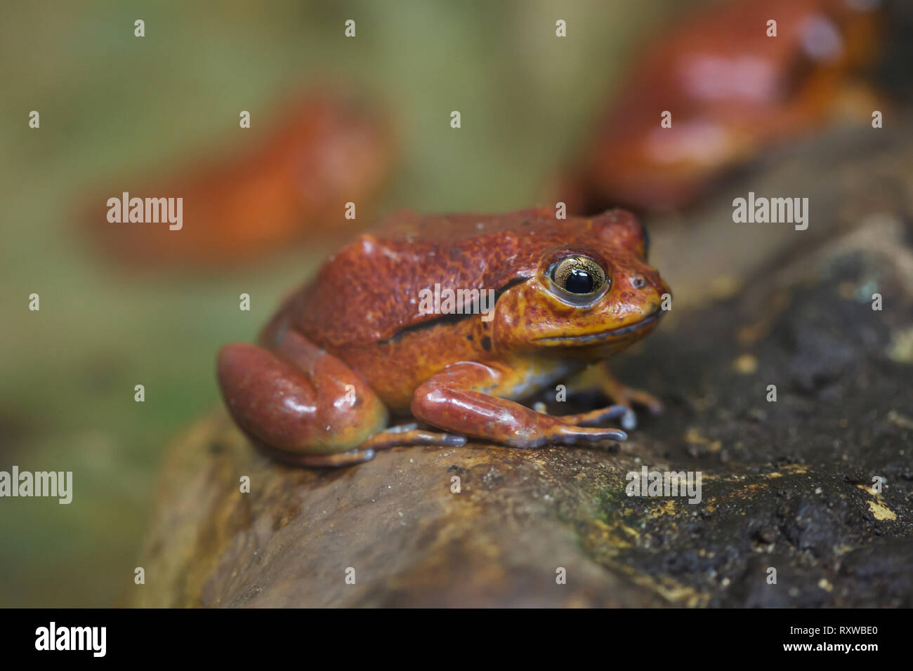 Tomato frog (Dyscophus guineti), also known as the false tomato frog ...