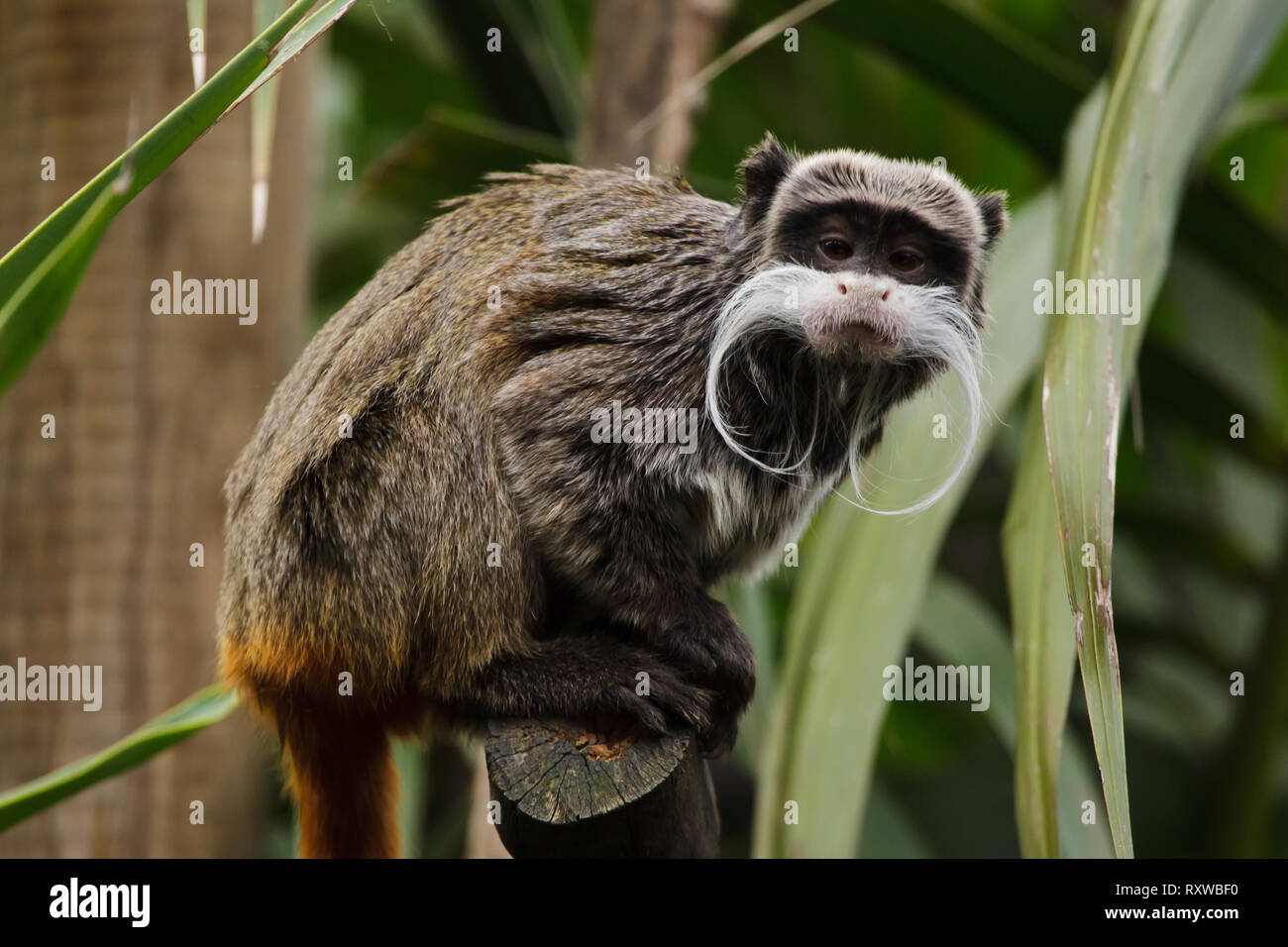 Bearded tamarin hi-res stock photography and images - Alamy
