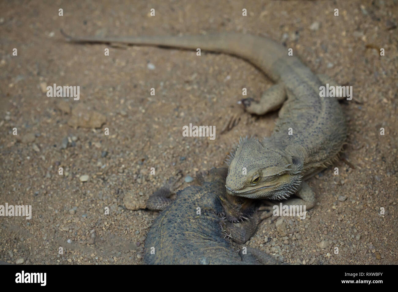 Bearded dragon photo hi-res stock photography and images - Alamy