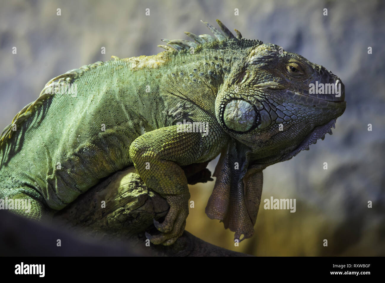 Iguana iguana rhinolopha hi-res stock photography and images - Alamy