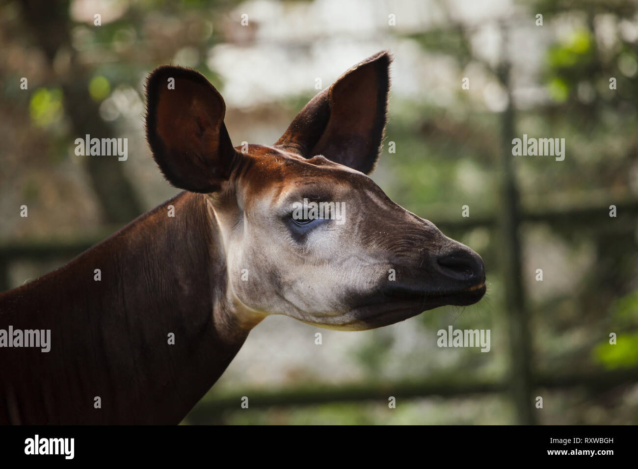 Okapi (Okapia johnstoni). Wild life animal Stock Photo - Alamy