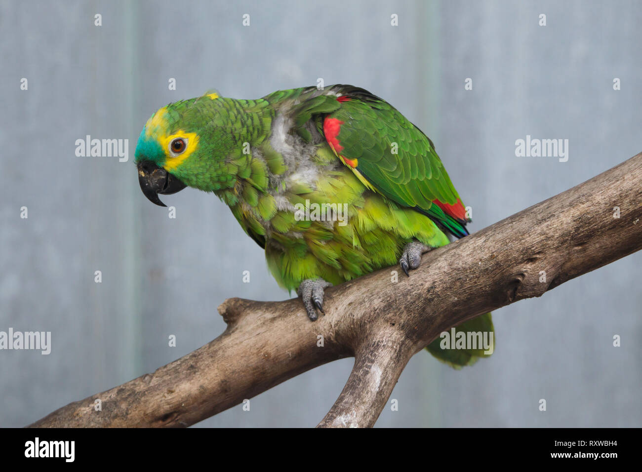 Turquoise-fronted amazon (Amazona aestiva), also known as the blue ...