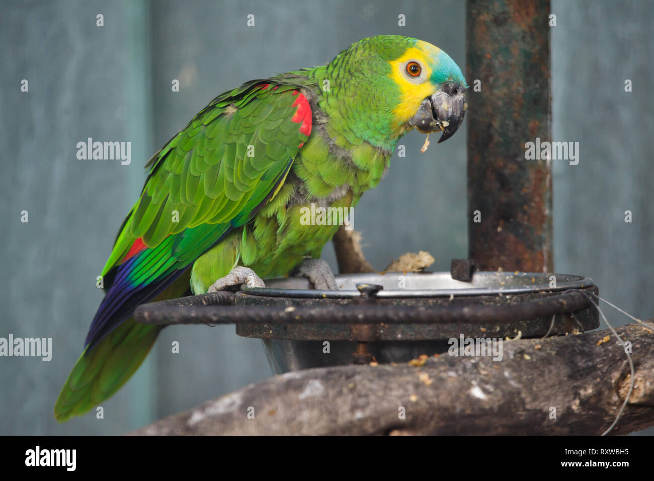 Turquoise-fronted amazon (Amazona aestiva), also known as the blue ...