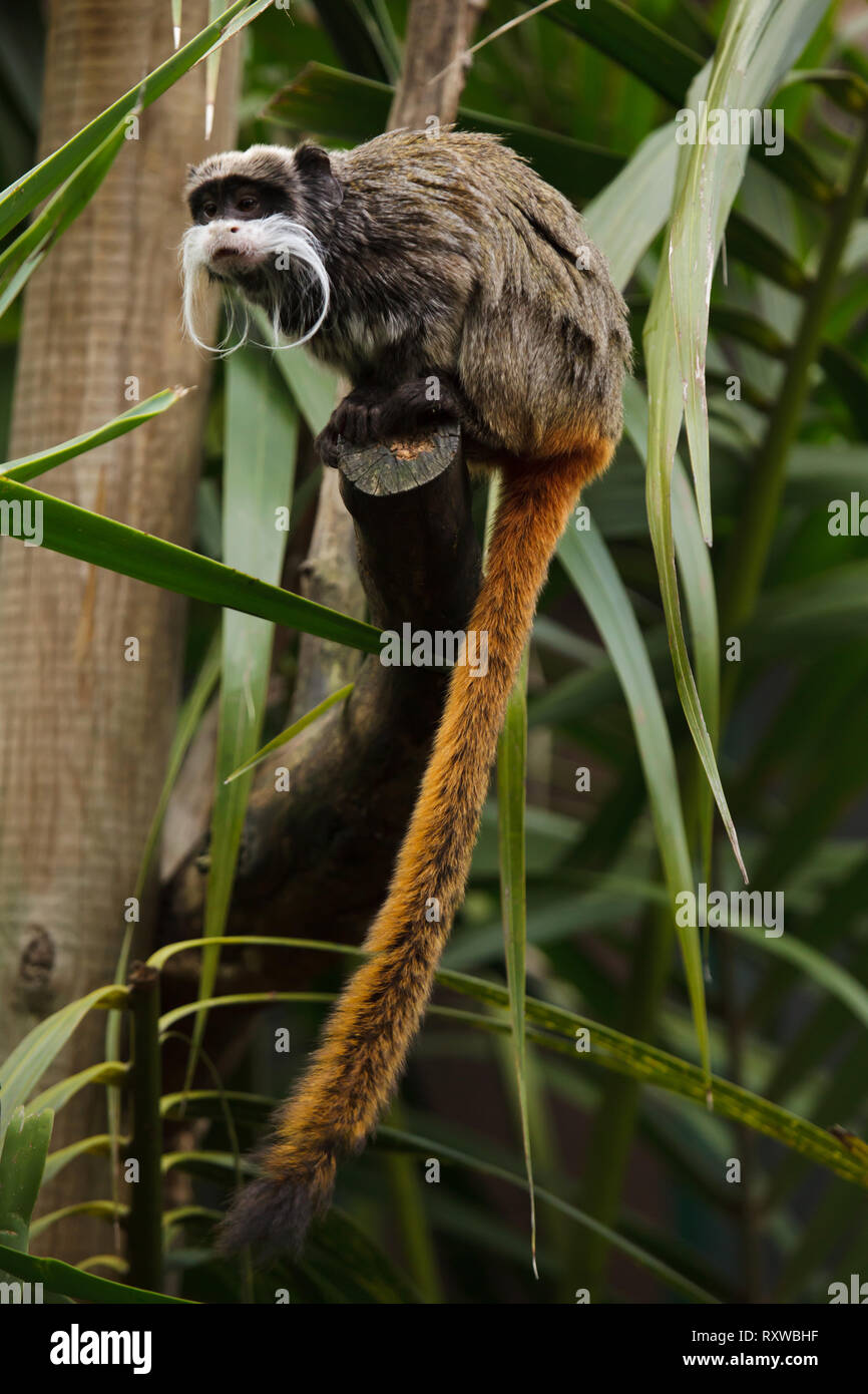 Emperor monkey amazon hi-res stock photography and images - Alamy