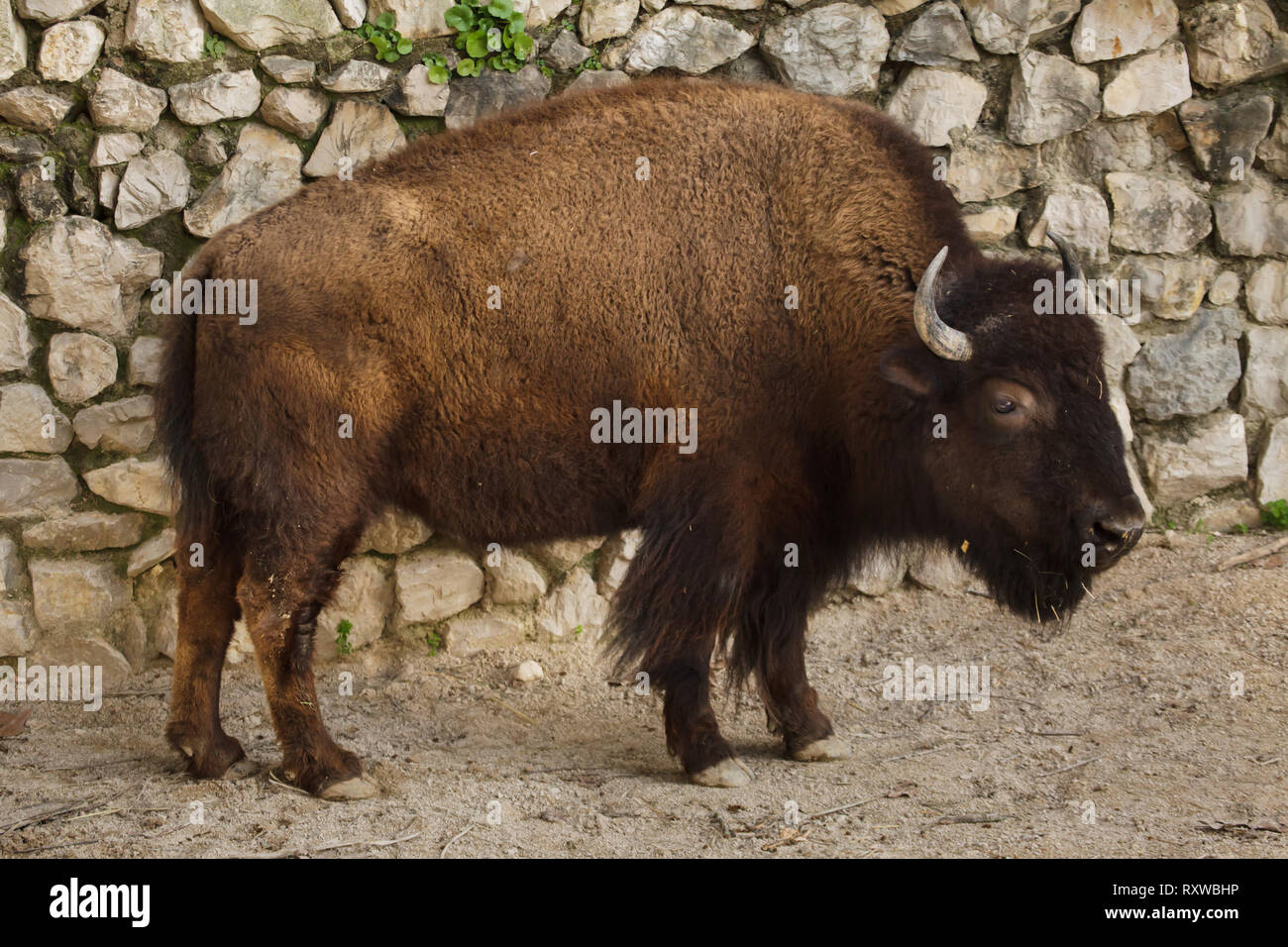 Plains bison (Bison bison bison), also known as the prarie bison Stock ...