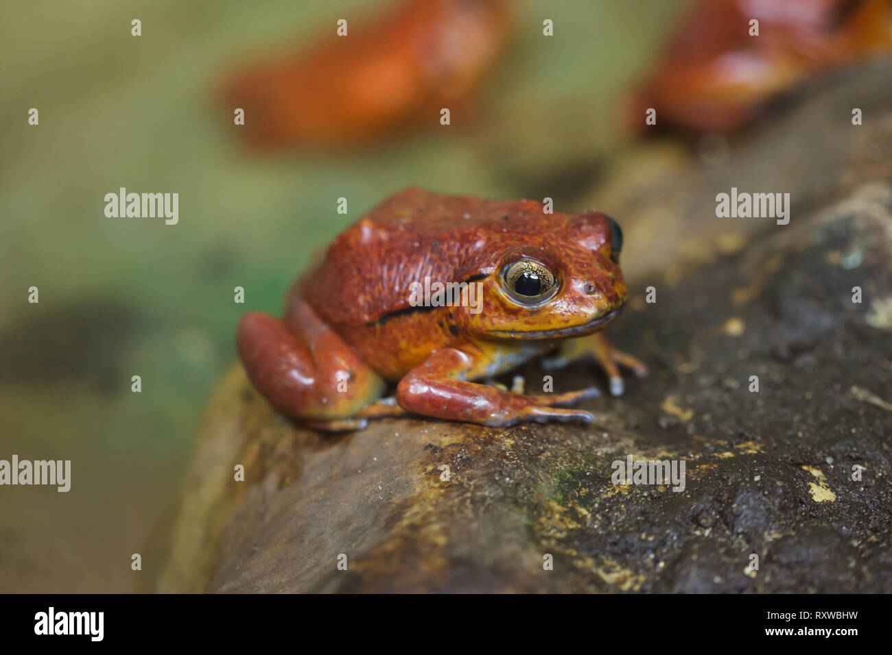 Tomato frog (Dyscophus guineti), also known as the false tomato frog ...