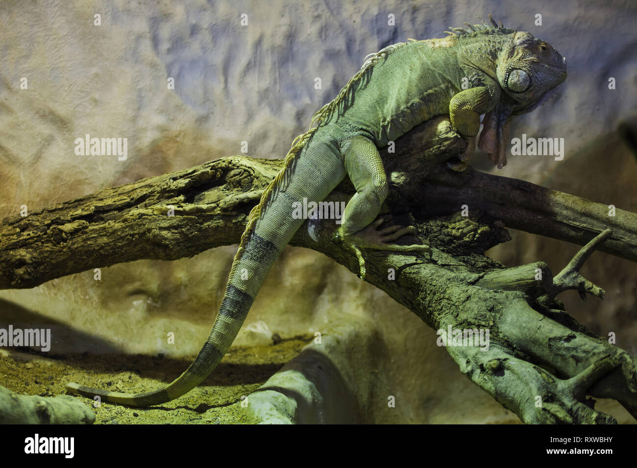 Iguana iguana rhinolopha hi-res stock photography and images - Alamy