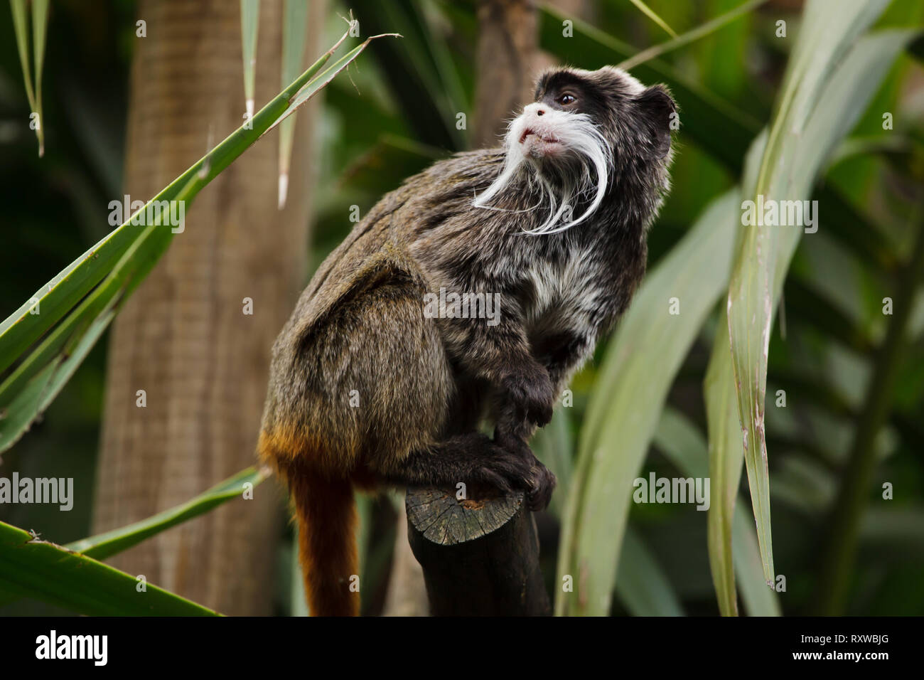Saguinus imperator subgrisecens hi-res stock photography and images - Alamy