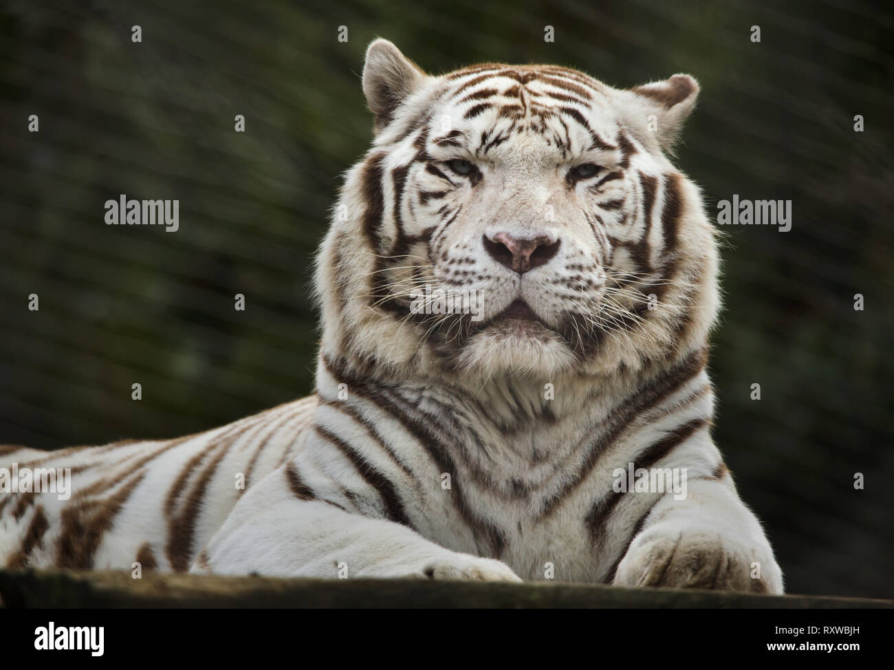 White tiger (Panthera tigris tigris). Wild life animal Stock Photo - Alamy