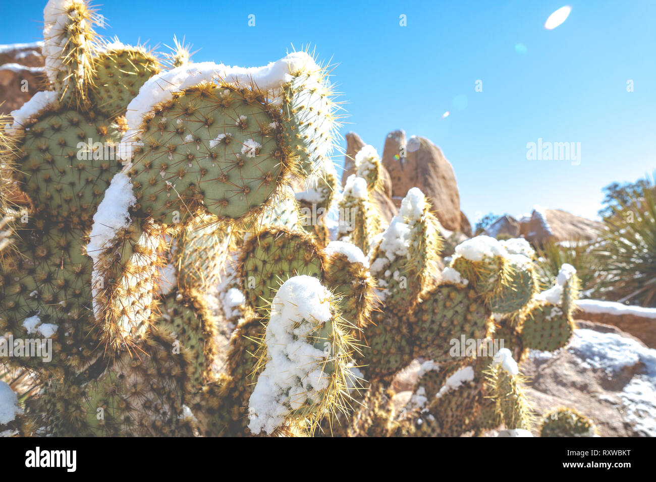 Cold Desert Cactus High Resolution Stock Photography and Images - Alamy