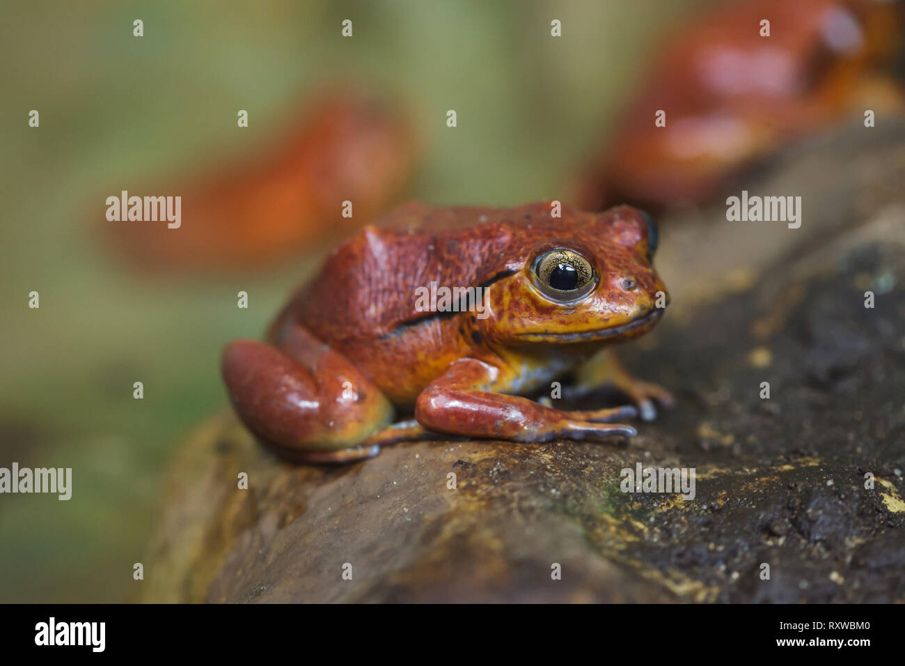 Tomato frog (Dyscophus guineti), also known as the false tomato frog ...