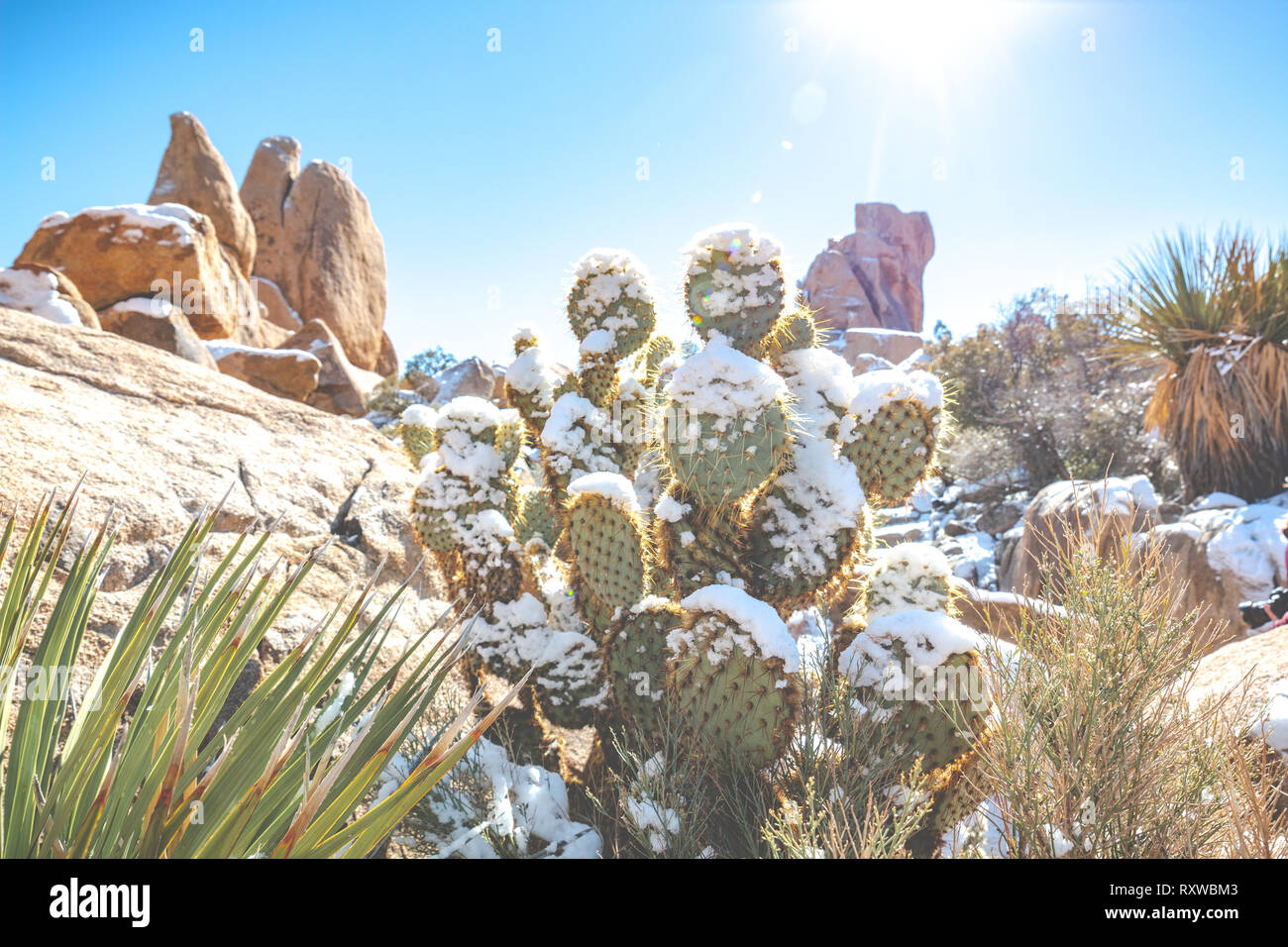 Cold desert cactus hi-res stock photography and images - Alamy