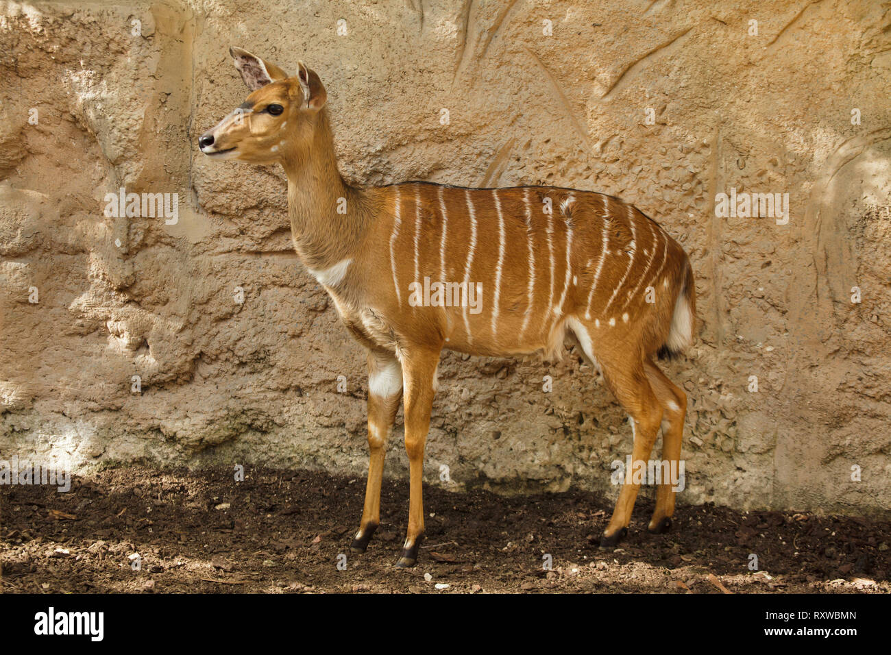 Nyala inyala tragelaphus angasii hi-res stock photography and images ...