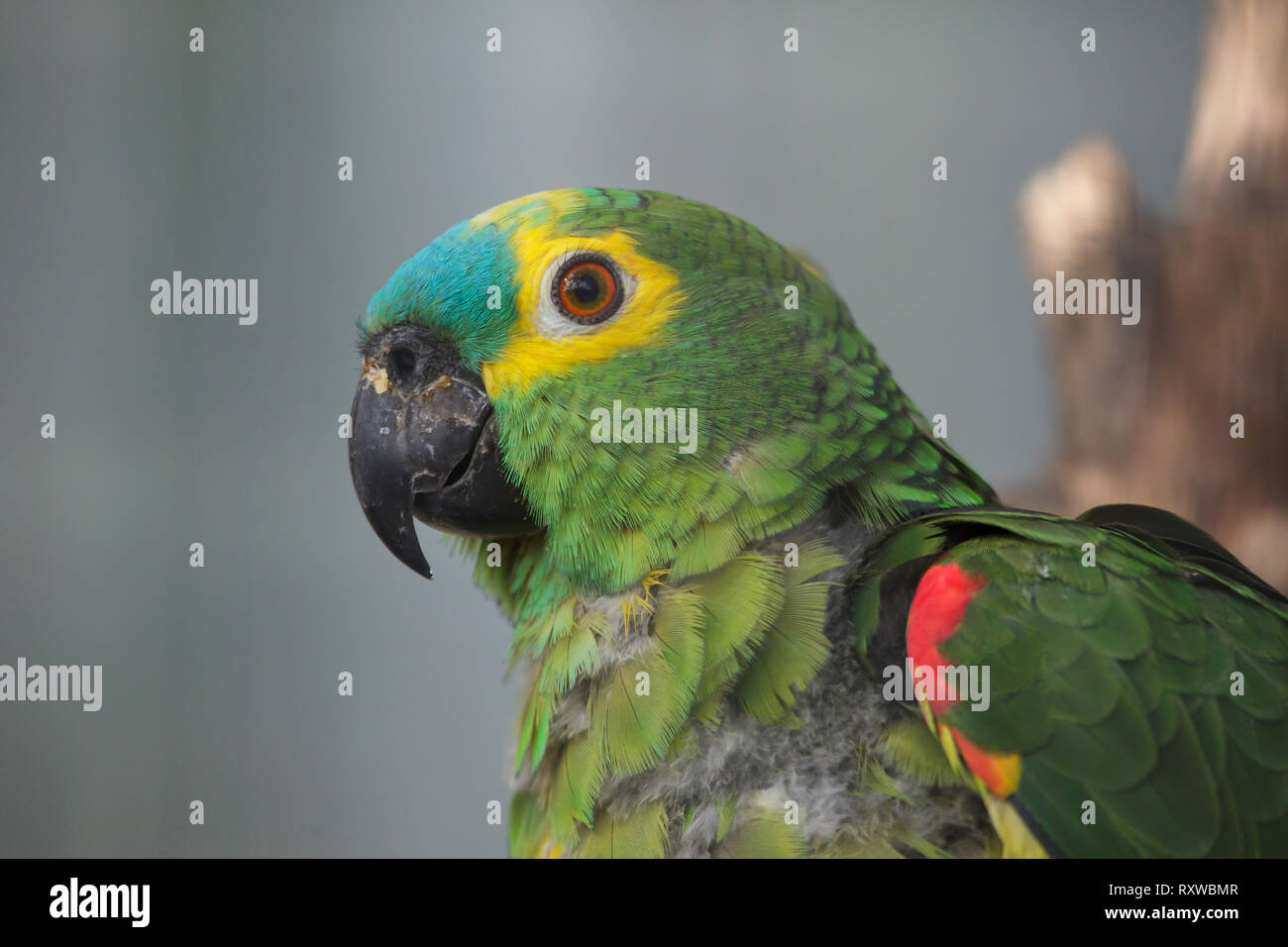 Turquoise-fronted amazon (Amazona aestiva), also known as the blue ...