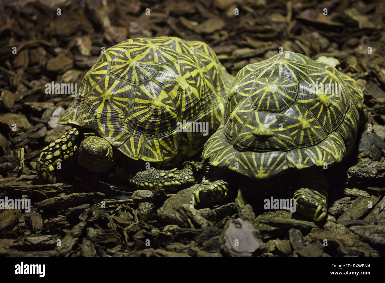 Geochelone elagans hi-res stock photography and images - Alamy
