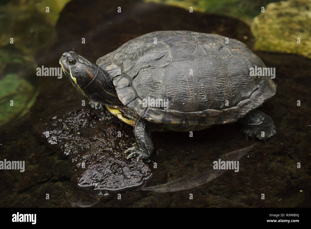 Red-eared slider (Trachemys scripta elegans), also known as the red ...