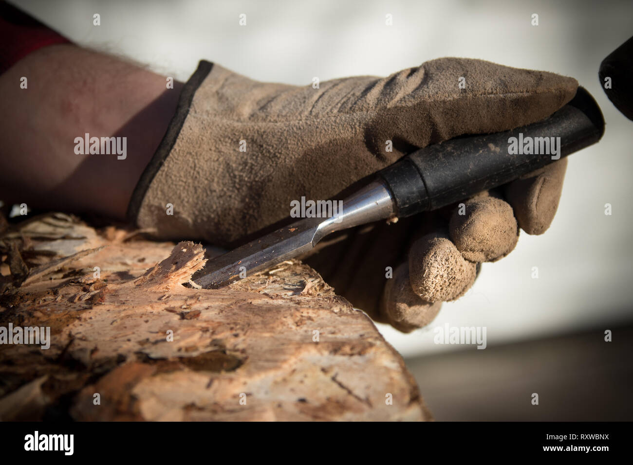 Man's hands in work gloves using hammer and chisel on bark of a tree ...