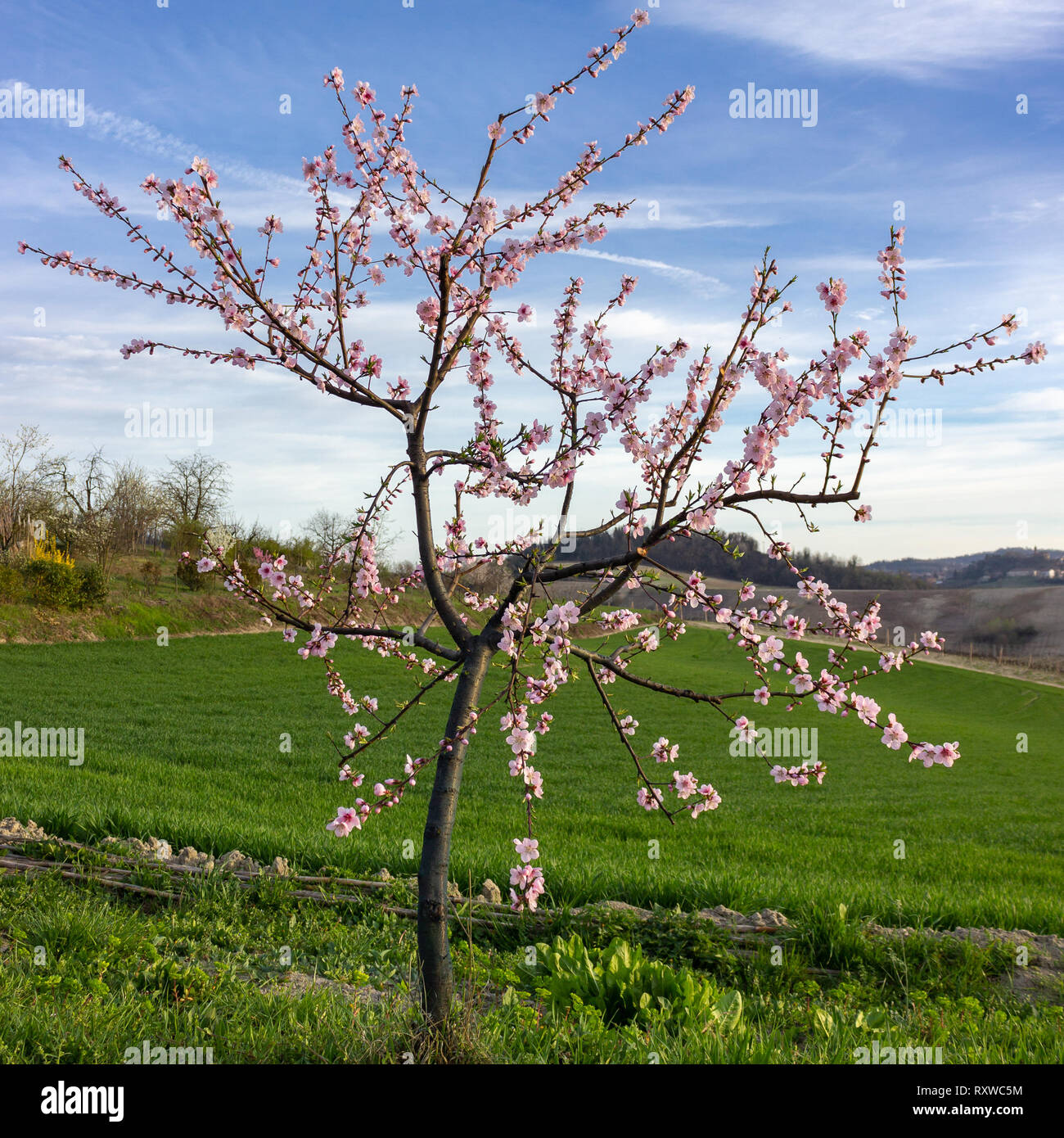 Spring flowering of a young cherry tree. Monferrato hills, Piedmont ...