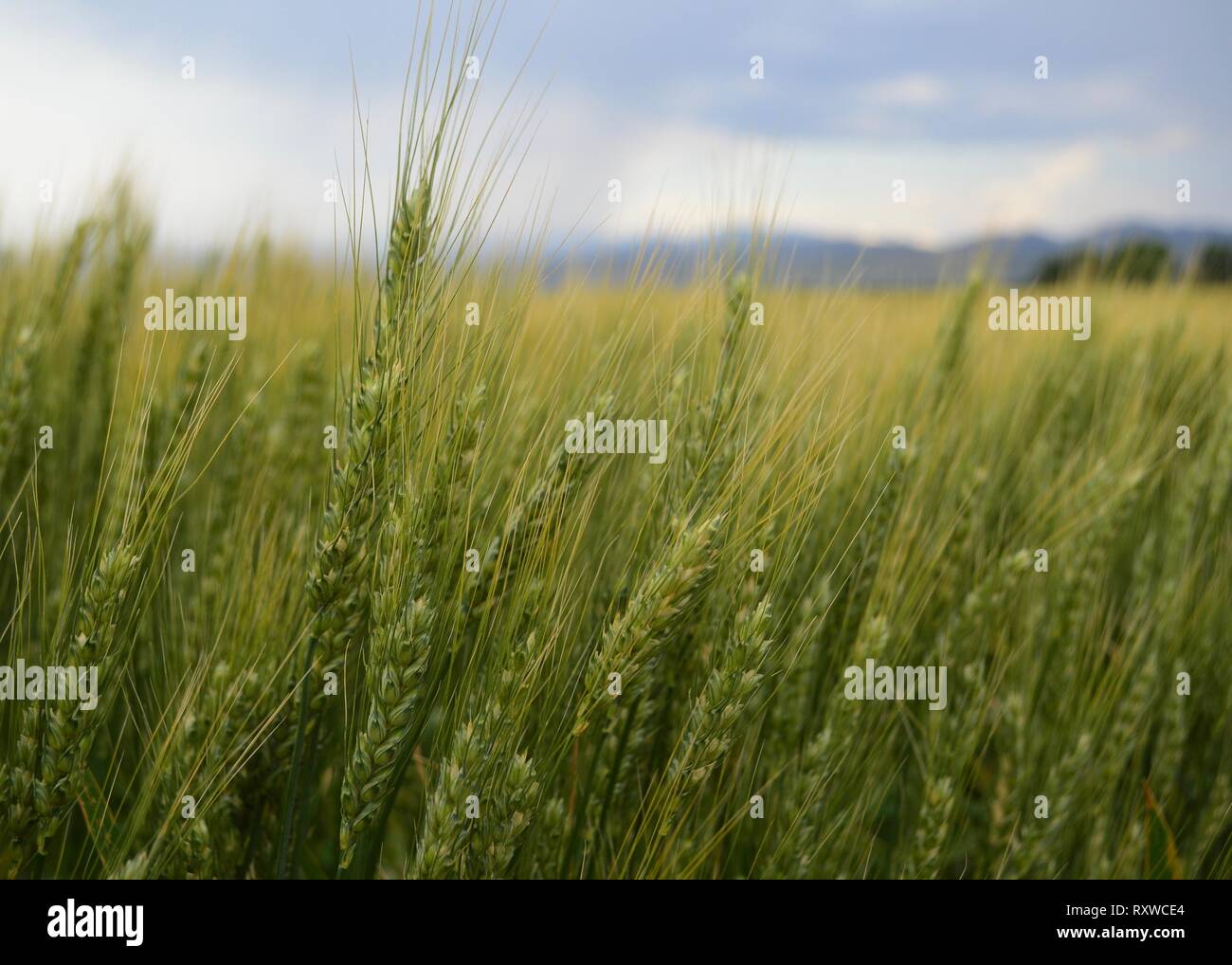 Wheatfields hi-res stock photography and images - Alamy