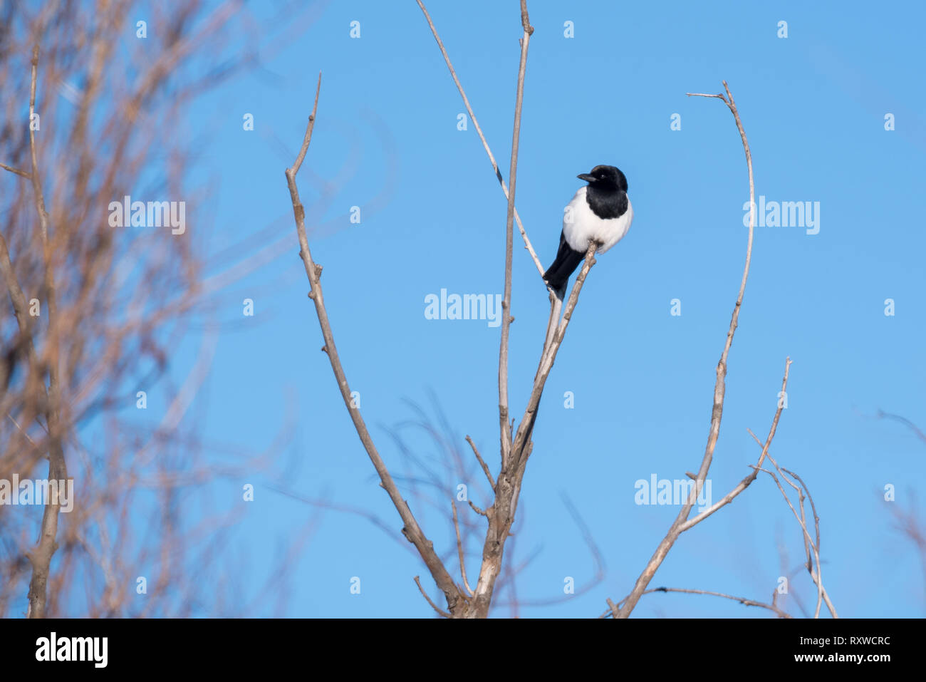 Magpie, Wallowa Valley, Oregon Stock Photo - Alamy