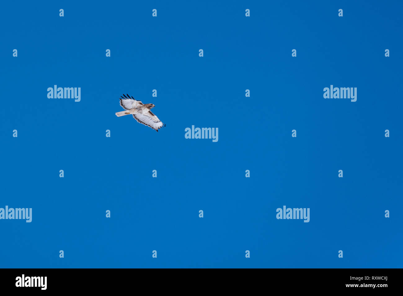 Red-tailed hawk, Northeast Oregon Stock Photo - Alamy